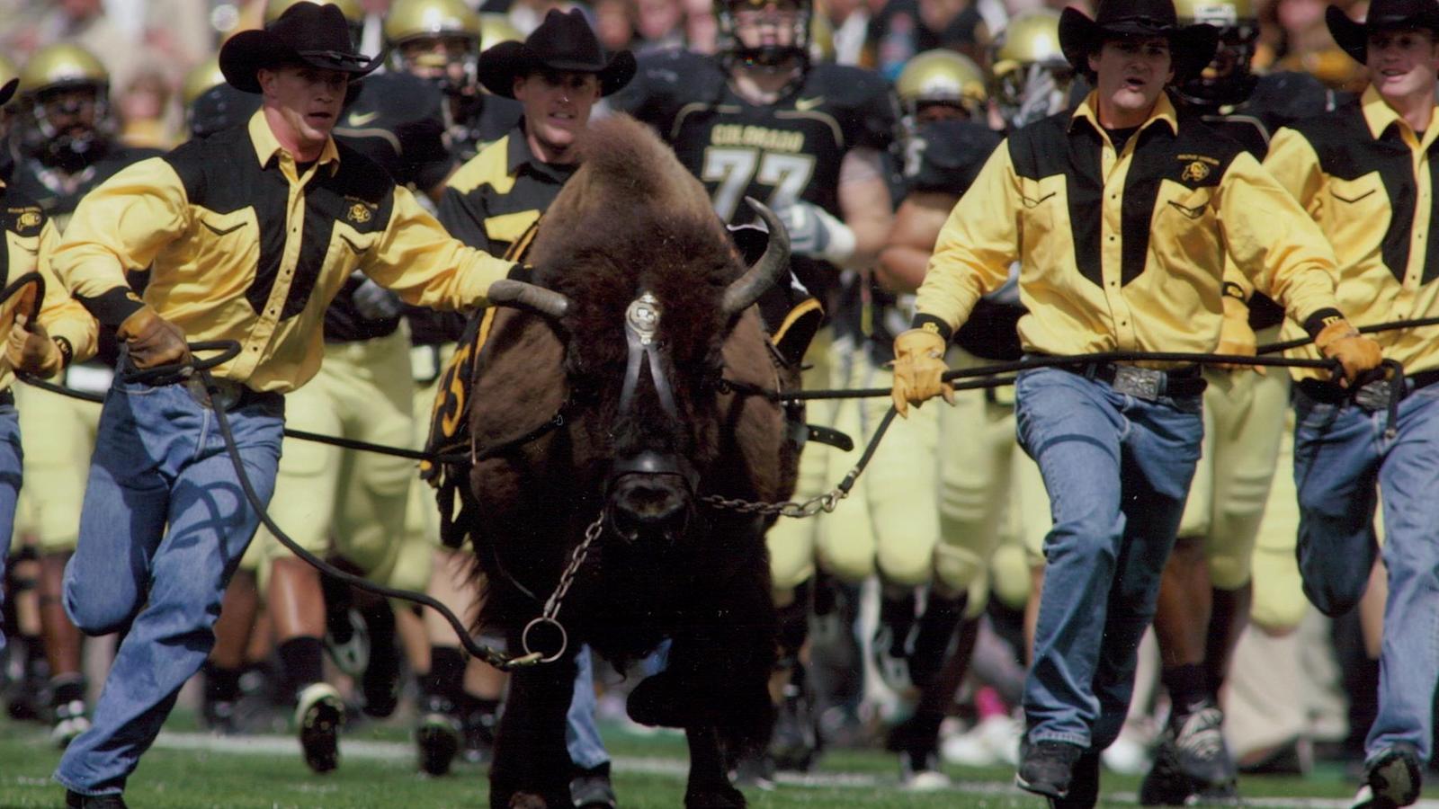 CU's Retired Mascot, Ralphie IV, Passes Away - University of Colorado ...