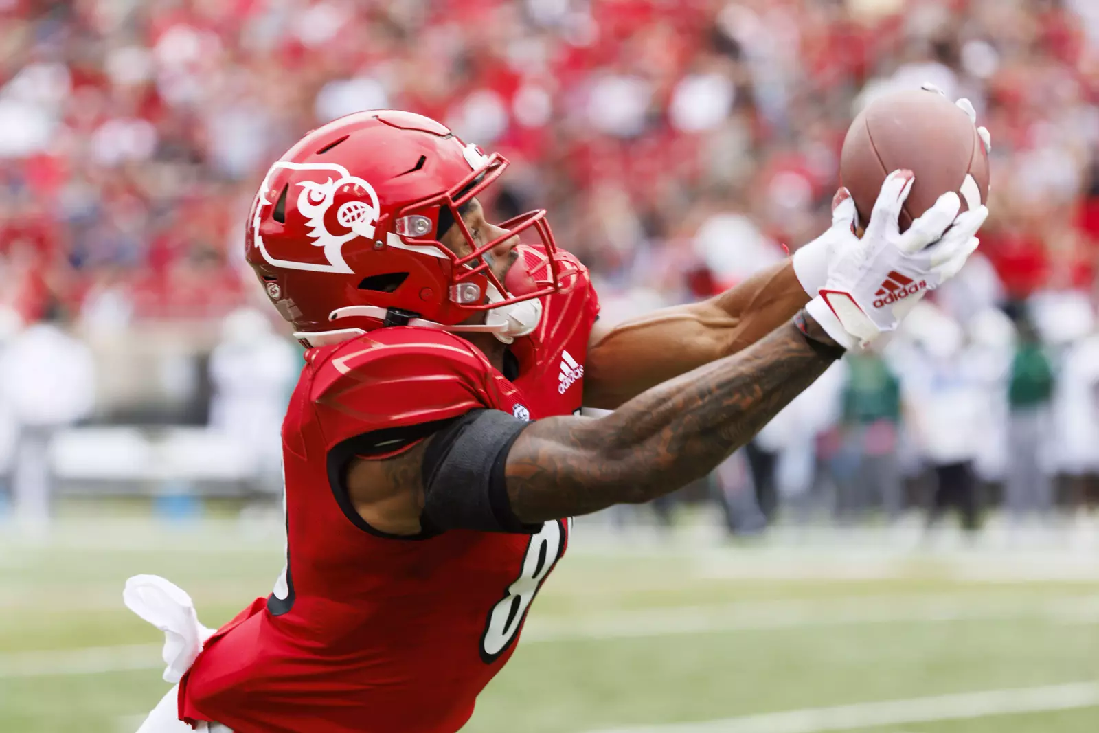 Cardinals Down USF, 41-3 - University of Louisville Athletic