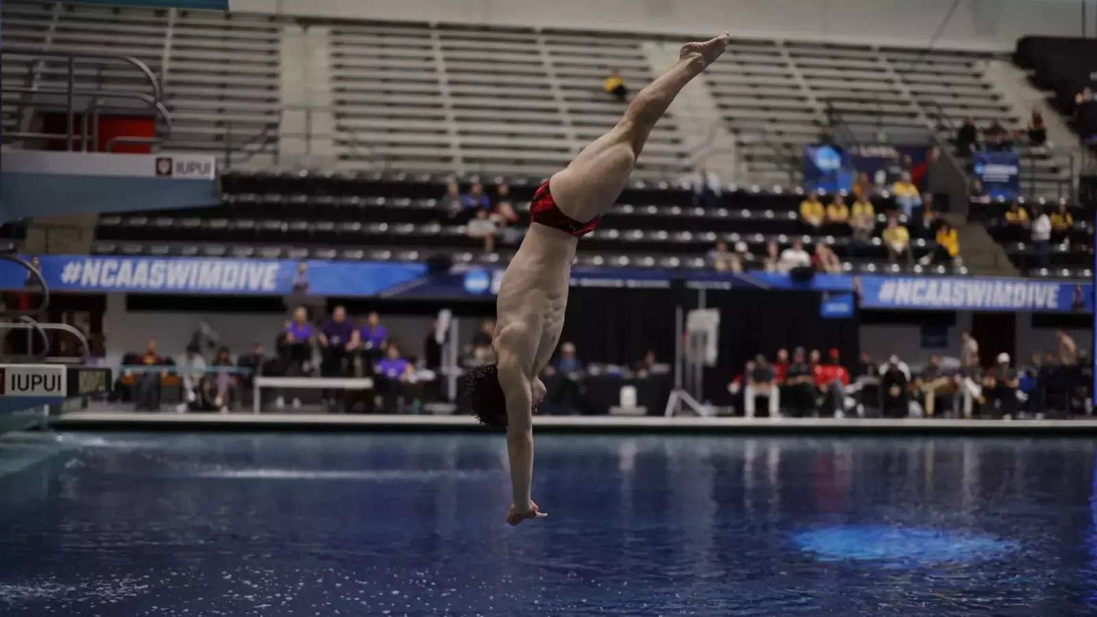 Bell Concludes Competition At NCAA Swim & Dive Championships ...